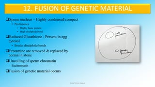 Fertilization Process in Human (Internal Fertilization) | PPT