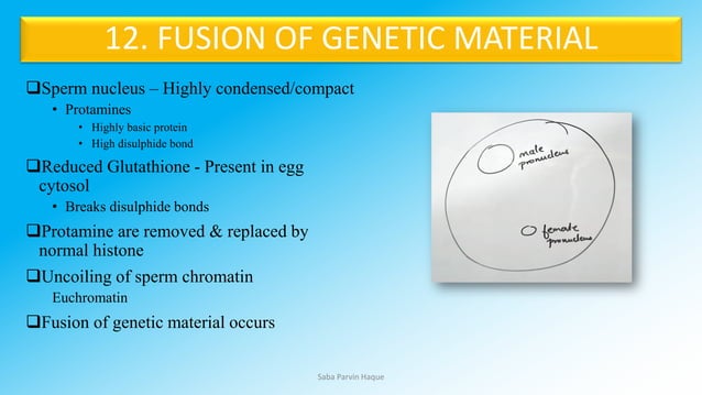 Fertilization Process in Human (Internal Fertilization) | PPT