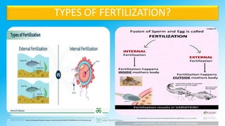 Fertilization Process in Human (Internal Fertilization) | PPT