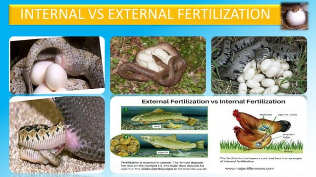 Fertilization Process in Human (Internal Fertilization) | PPT