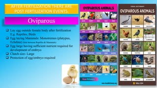 Fertilization Process in Human (Internal Fertilization) | PDF