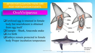 Fertilization Process in Human (Internal Fertilization) | PPT
