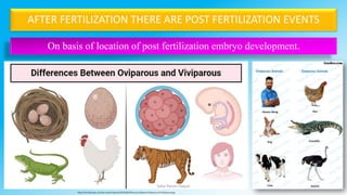 Fertilization Process in Human (Internal Fertilization) | PPT