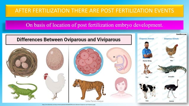 Fertilization Process in Human (Internal Fertilization) | PPT