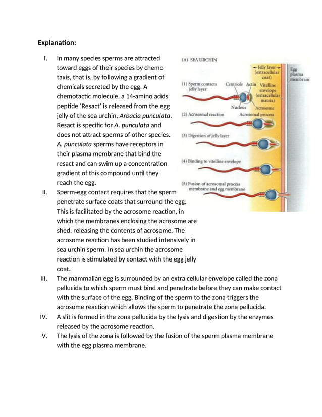 Fertilization, recognition of sperm and egg, activation of egg ...