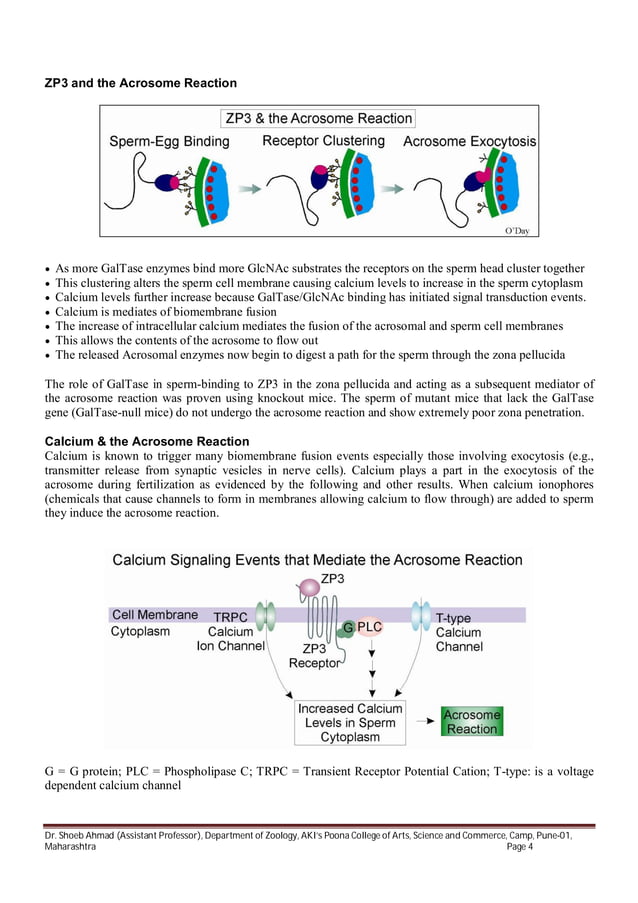 Fertilization signal transduction | PDF