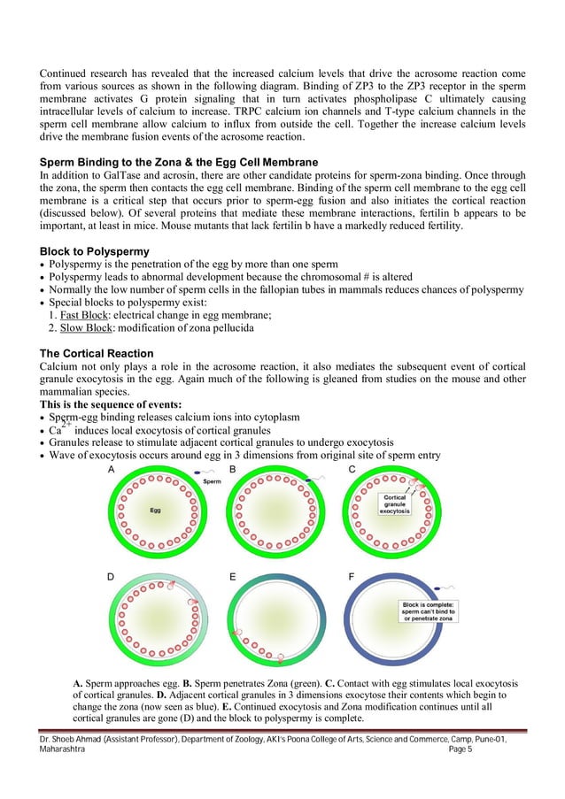 Fertilization signal transduction | PDF