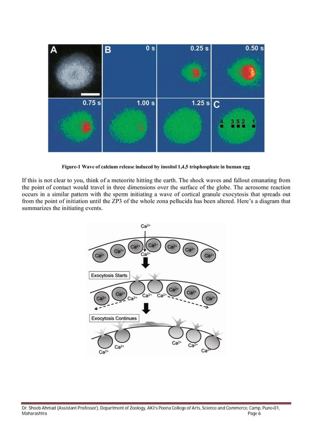 Fertilization signal transduction | PDF