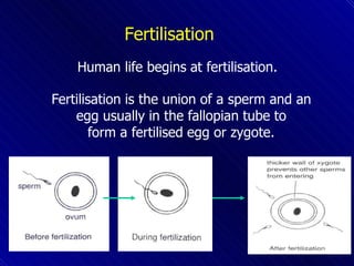 fertilizationslides-100904093547-phpapp02.pptx