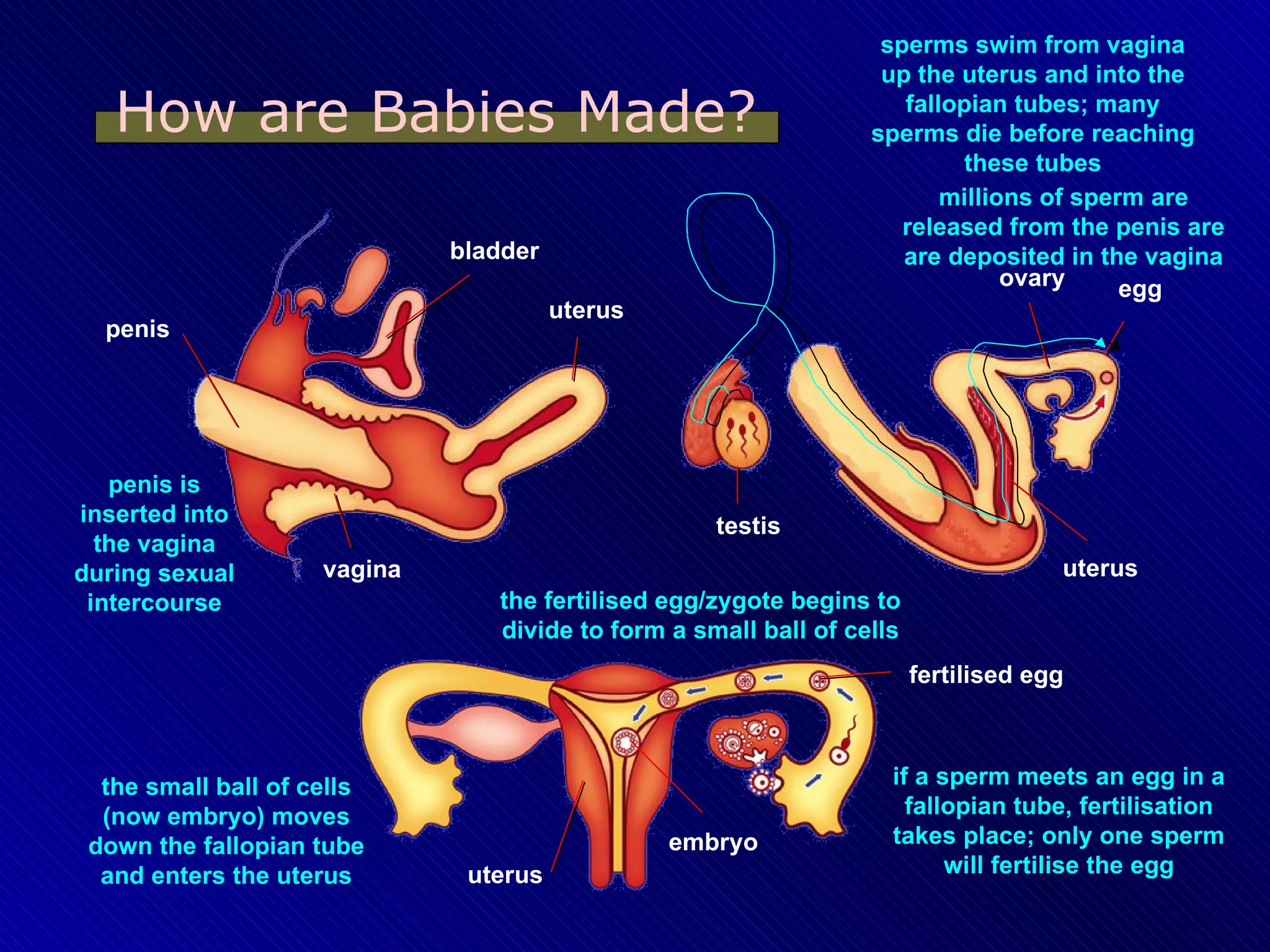 Powerpoint slides on Fertilization | PPT