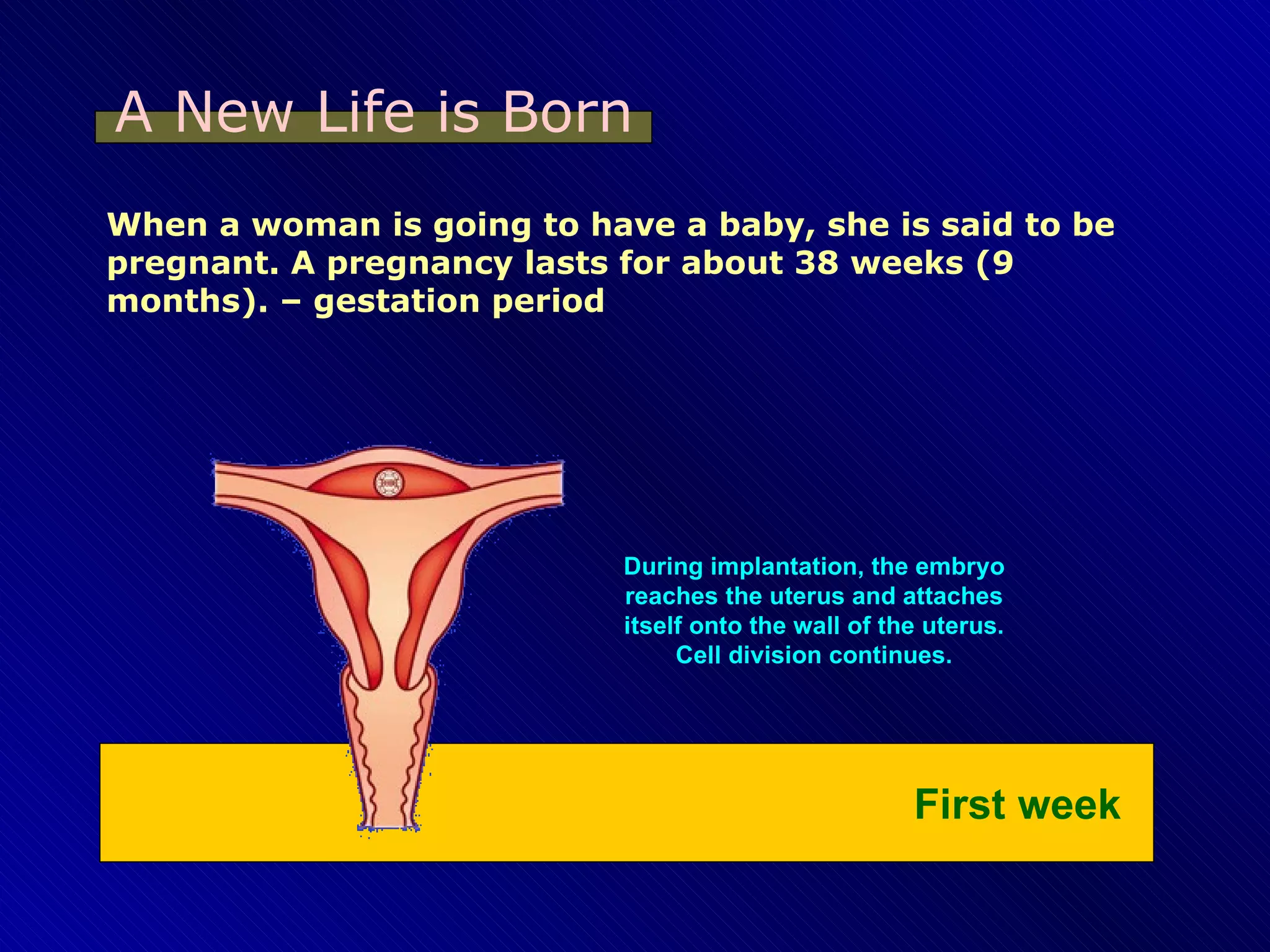 Powerpoint slides on Fertilization | PPT