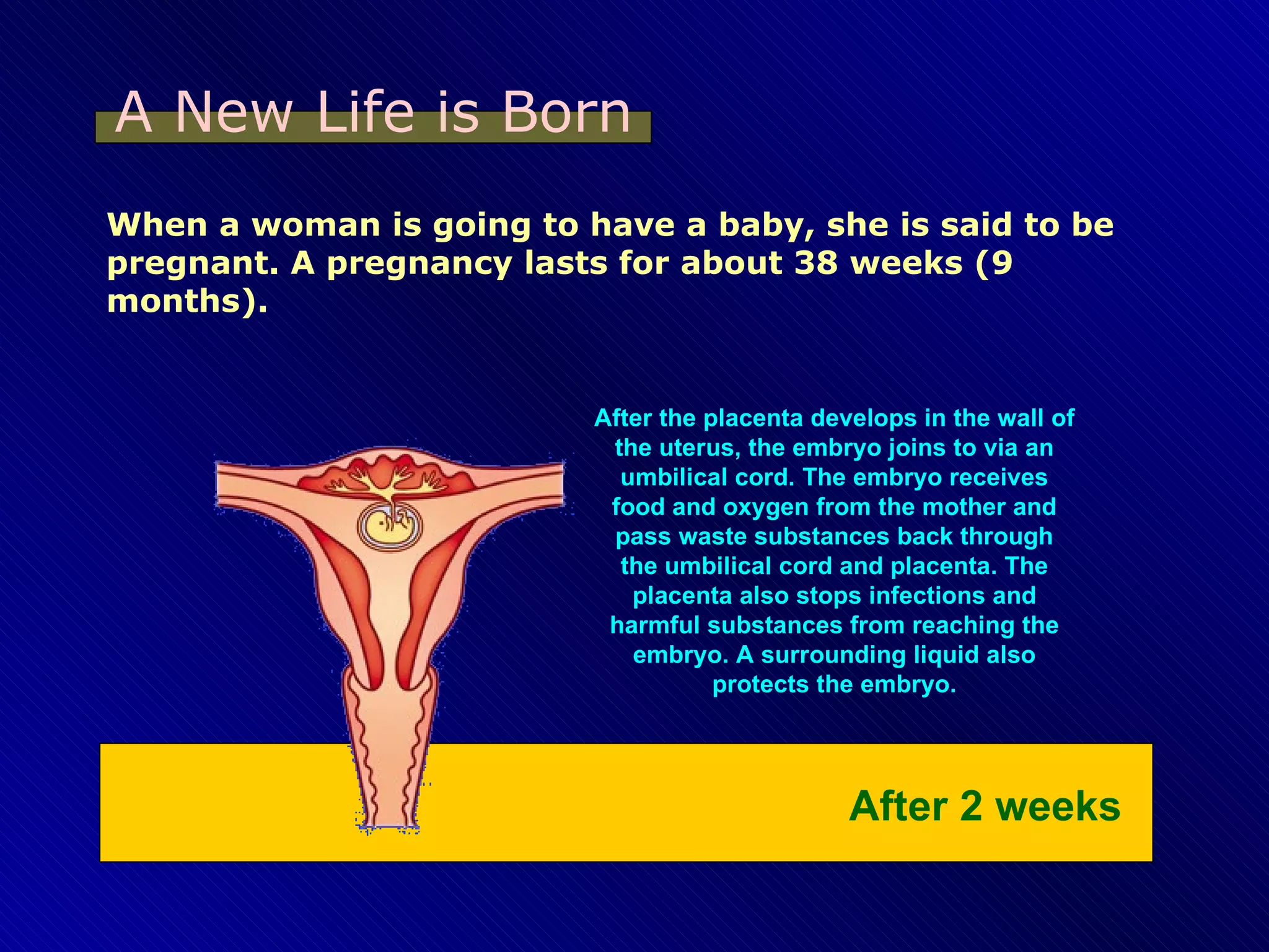 Powerpoint slides on Fertilization | PPT