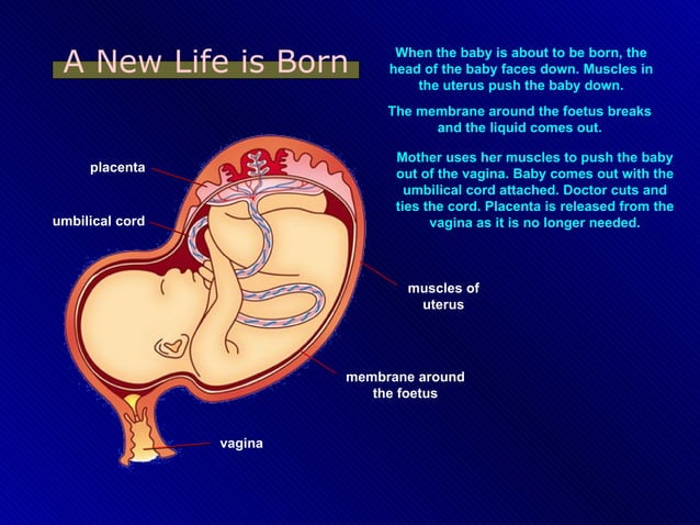 Powerpoint Slides On Fertilization Ppt Infertility Reproductive