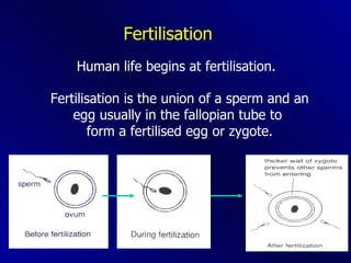 Powerpoint slides on Fertilization | PPT