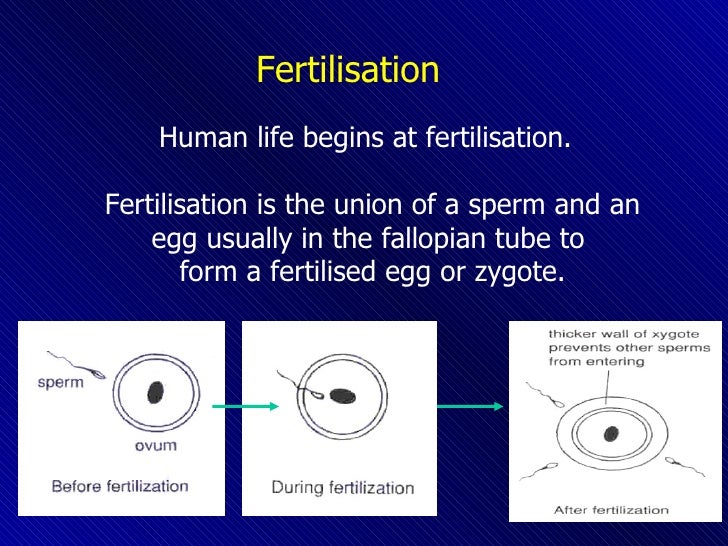 Powerpoint slides on Fertilization