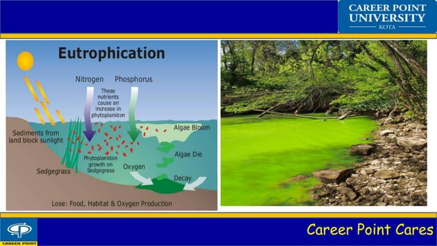 Fertilizer effect on soil | PPTX | Gardening | Home & Garden