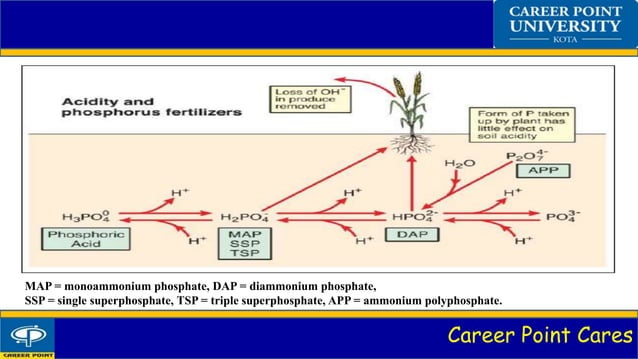 Fertilizer effect on soil | PPTX | Gardening | Home & Garden