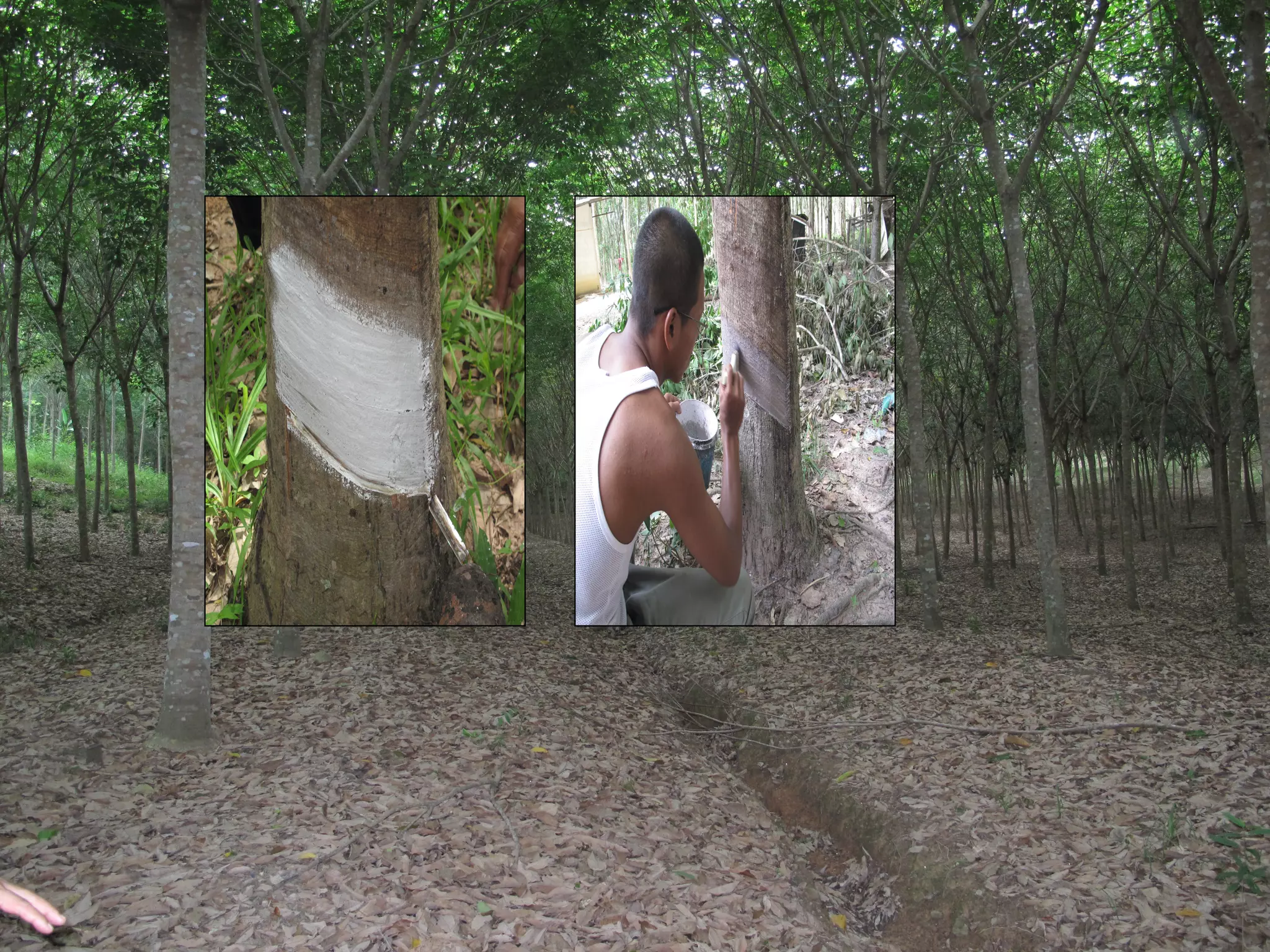 Fertilizer for rubber trees | PPT