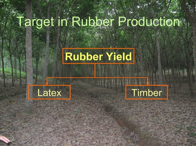 Fertilizer for rubber trees | PPT | Free Download