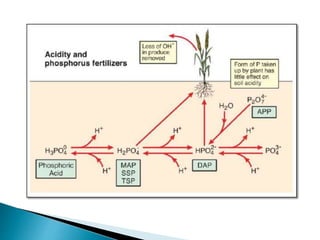 Fertilizer reaction in soil (1) | PPTX