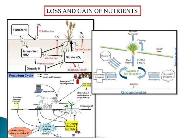 Fertilizer reaction in soil (1) | PPTX | Science