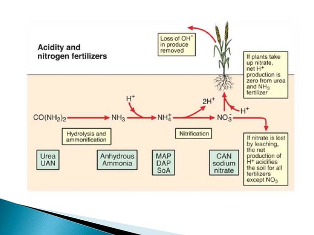 Fertilizer reaction in soil (1) | PPTX | Science