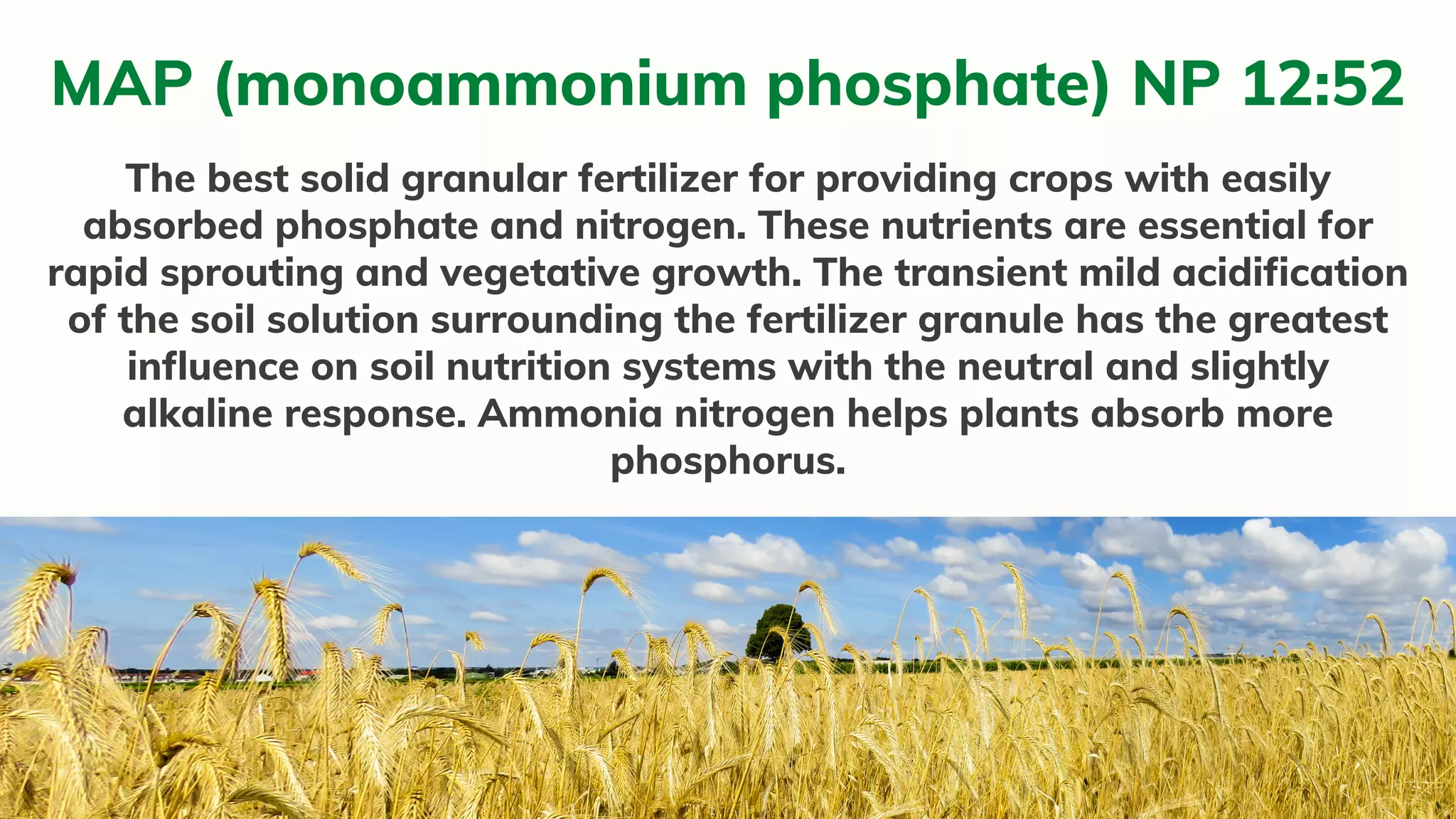 MAP (monoammonium phosphate) NP 12:52 | PDF