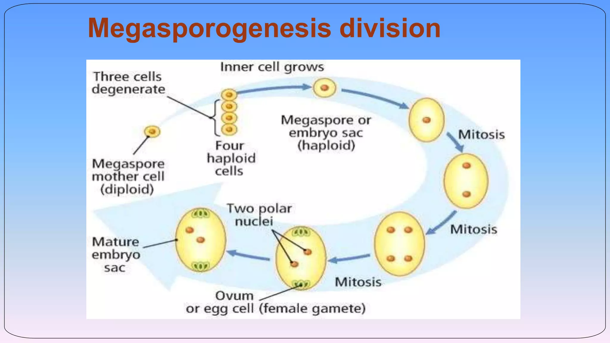 Fertilzation and Gametogenesis in Flowering plants | PPTX