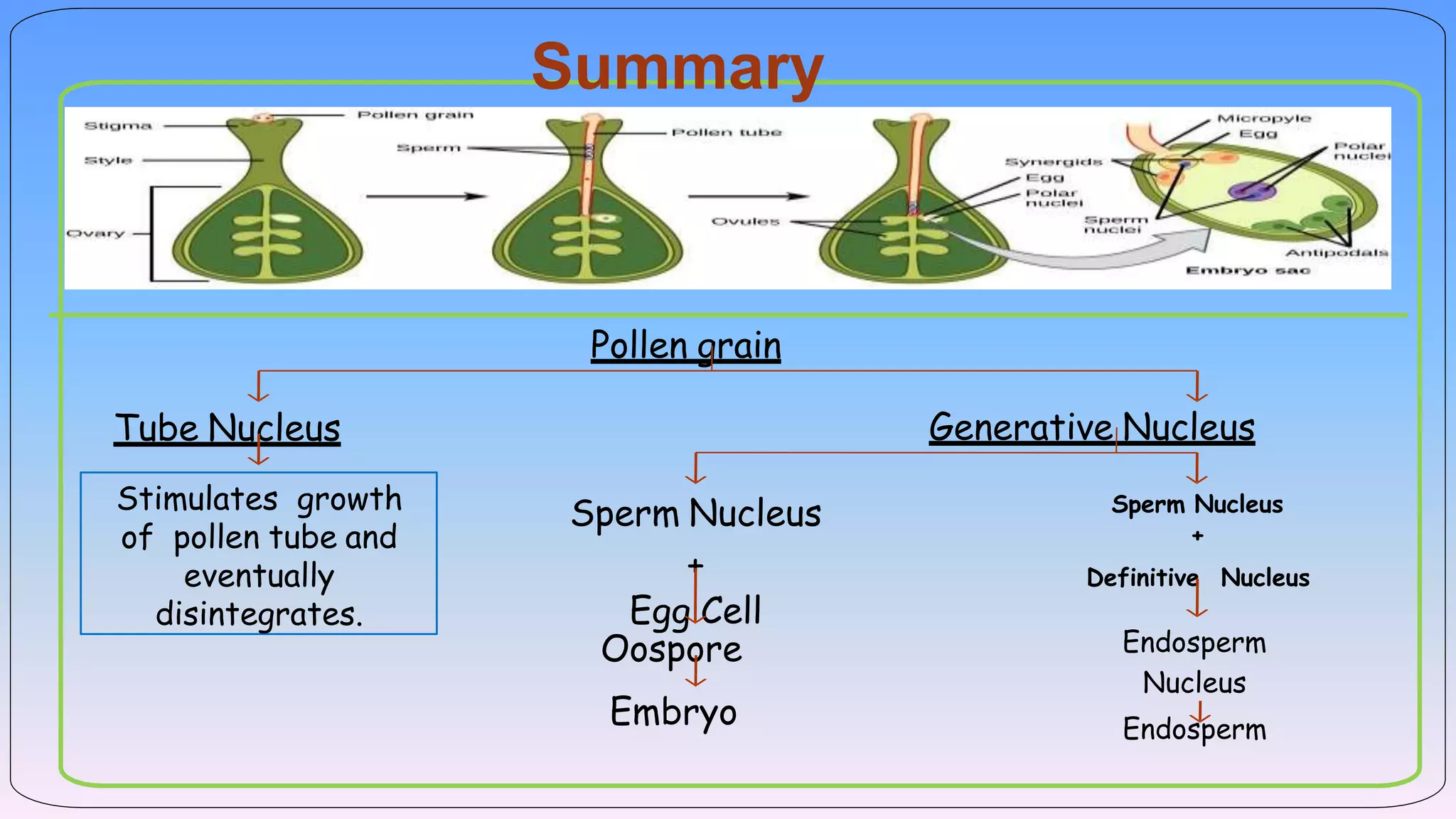 Fertilzation and Gametogenesis in Flowering plants | PPTX