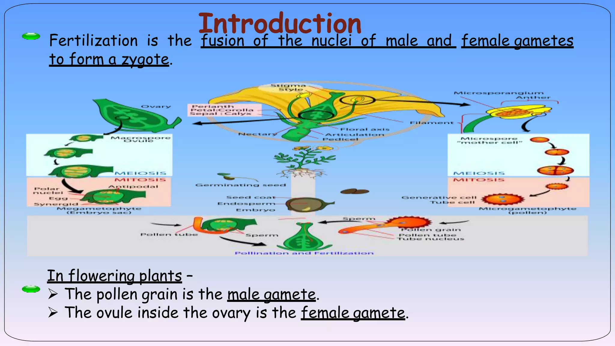 Fertilzation and Gametogenesis in Flowering plants | PPTX