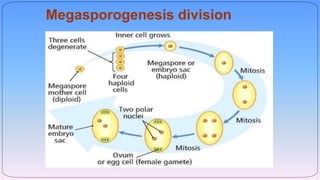 Fertilzation and Gametogenesis in Flowering plants | PPTX