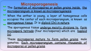 Fertilzation and Gametogenesis in Flowering plants | PPTX