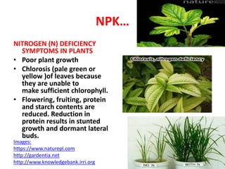 FERTILIZERS,FERTILIZER MIXTURES AND NPK CONTENT SMG | PPTX