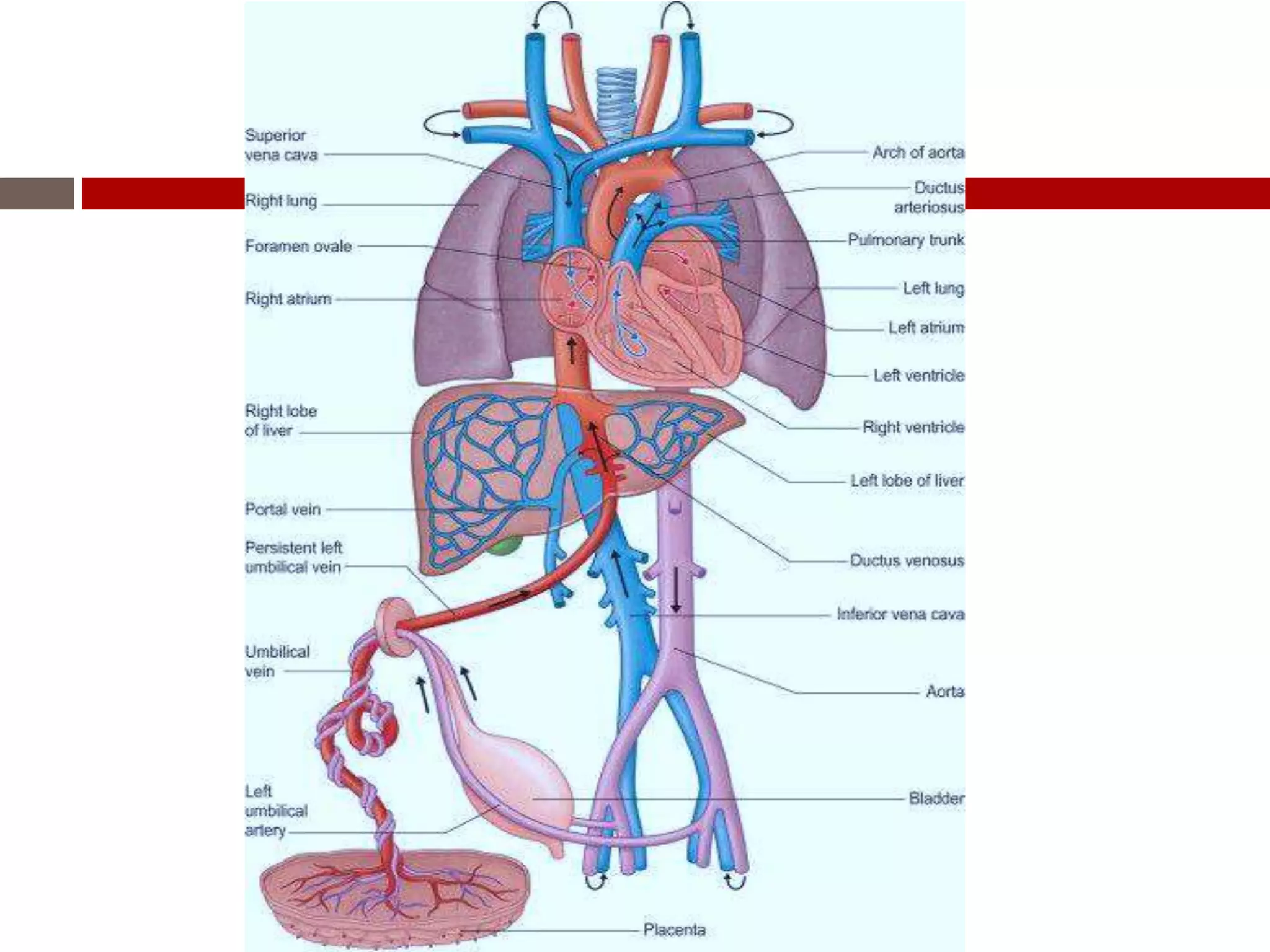 Normal Fetal circulation | PPTX