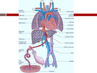 Normal Fetal circulation | PPTX