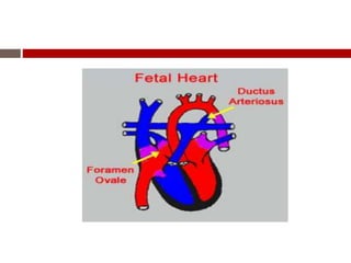 Normal Fetal circulation | PPTX