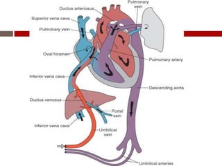 Normal Fetal circulation | PPTX