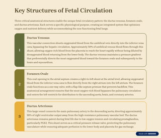 Fetal-Circulation-and-Transition-to-Newborn.pdf