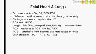 Fetal circulation-updated | PPT | Free Download