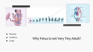 Fetal circulation-updated | PPT | Free Download