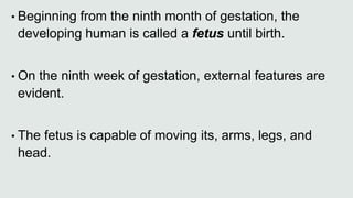 FETAL-DEVELOPMENT.pptx