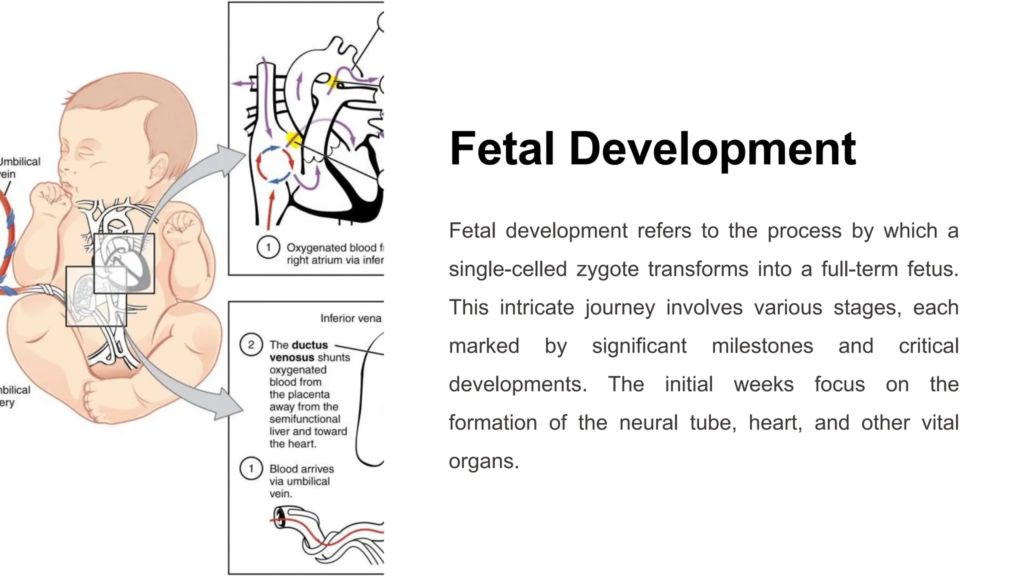 Fetal-Development and growth.pptx.......... | PPTX
