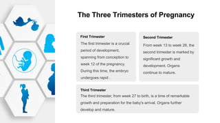 Fetal-Development and growth.pptx.......... | PPTX
