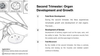 Fetal-Development and growth.pptx.......... | PPTX