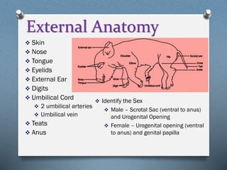 Fetal Pig Dissection Lab Presentation For HighSchool | PDF