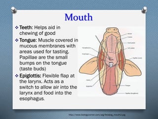 Fetal Pig Dissection Lab Presentation For HighSchool | PDF