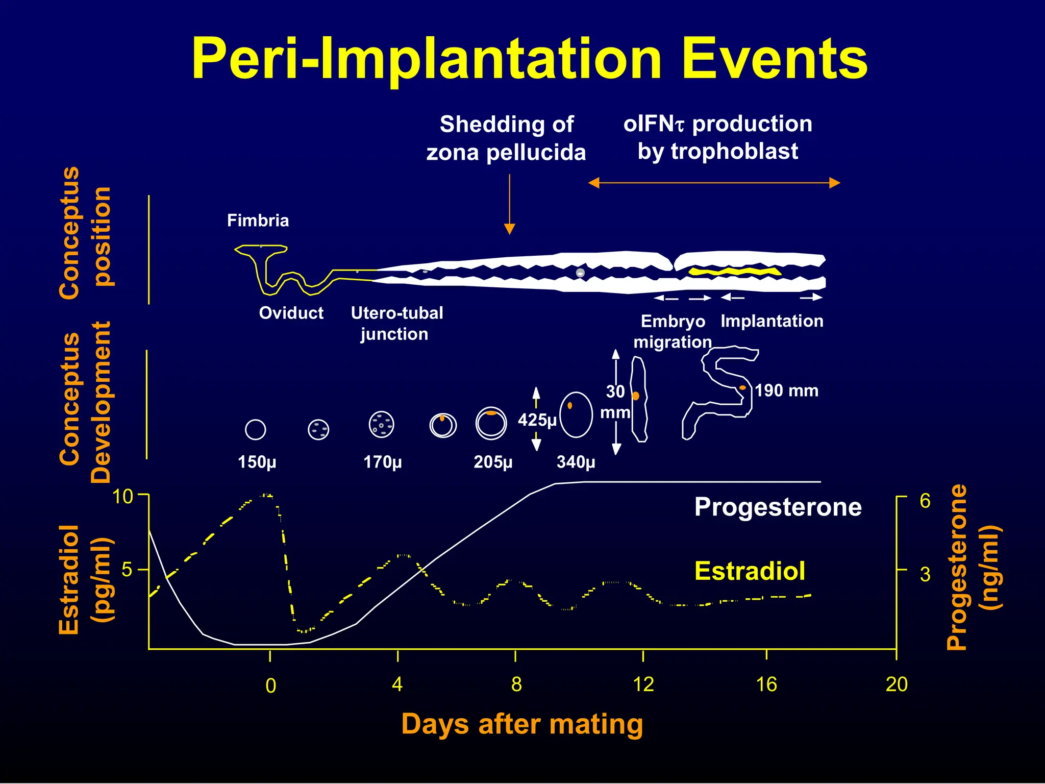 Fetal to Neonatal Transition extrauterine | PPT