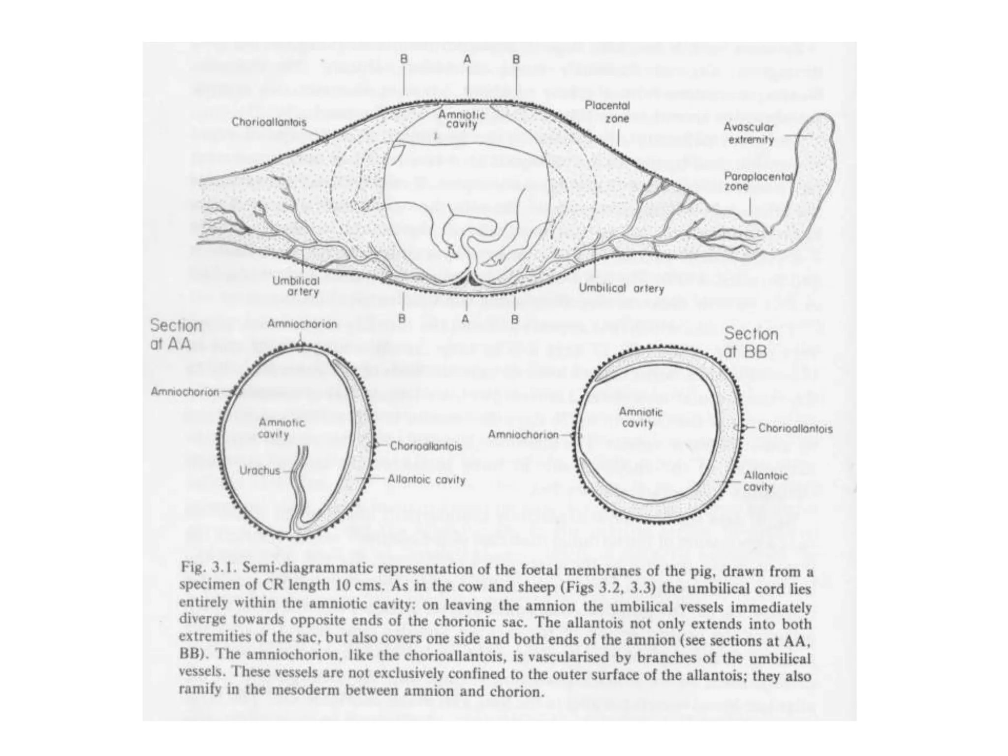 Fetal to Neonatal Transition extrauterine | PPT