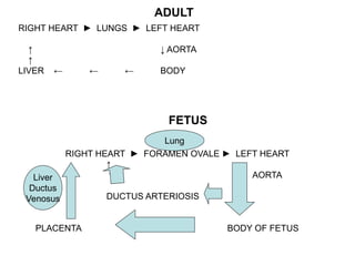 Fetal to Neonatal Transition extrauterine | PPT