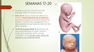 Embriología Clínica: Periodo Fetal | PPTX